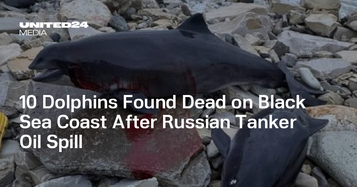 10 Dolphins Found Dead on Black Sea Coast After Russian Tanker Oil ...