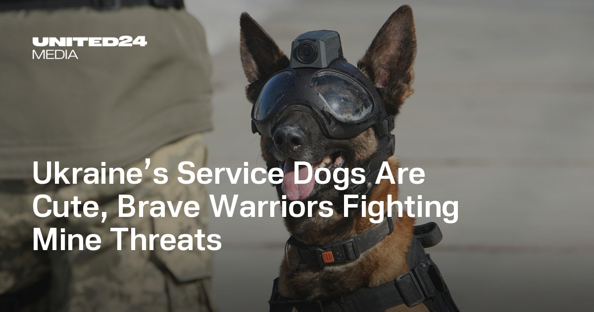 Ukraine’s Service Dogs Help Clear Mines and Save Lives, Military Says ...