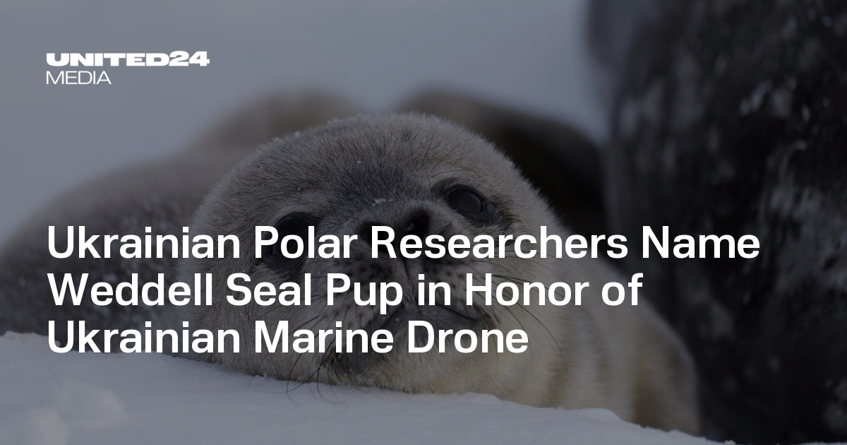 Ukrainian Scientists Name First Weddell Seal Pup After Navy Drone ...