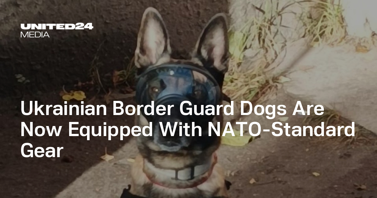 Ukrainian Border Guard Dogs Are Now Equipped With NATO-Standard Gear ...