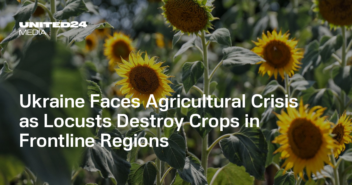 Ukraine Faces Agricultural Crisis as Locusts Destroy Crops in Frontline ...