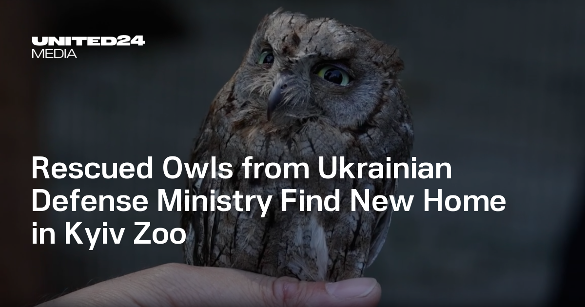 Rescued Owls from Ukrainian Defense Ministry Find New Home in Kyiv Zoo ...