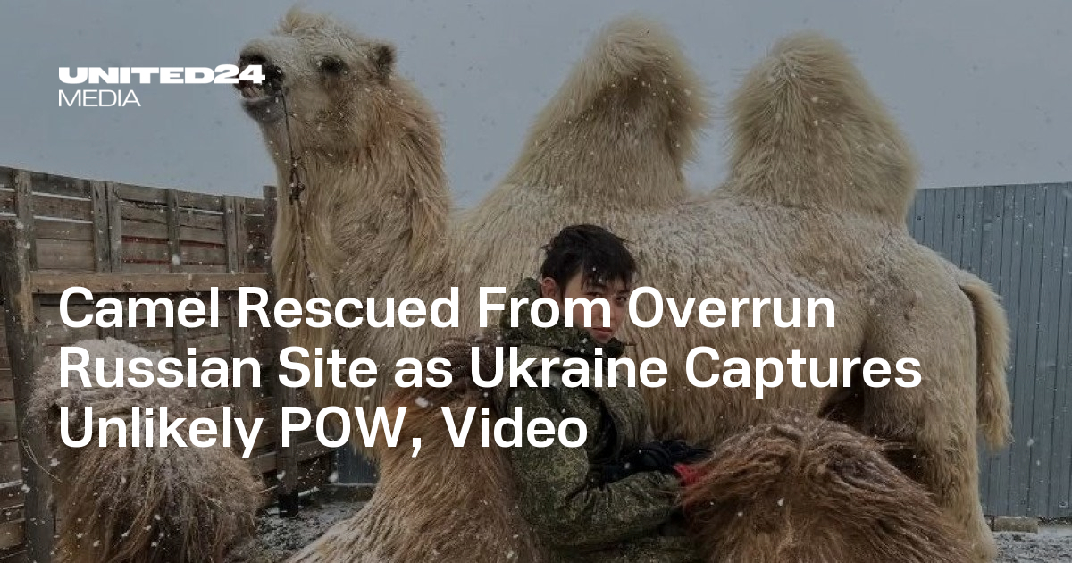Camel Rescued From Overrun Russian Site as Ukraine Captures Unlikely ...