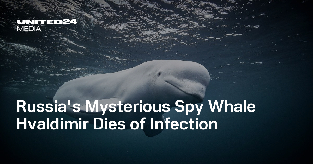 Russia's Mysterious Spy Whale Hvaldimir Dies of Infection — UNITED24 Media