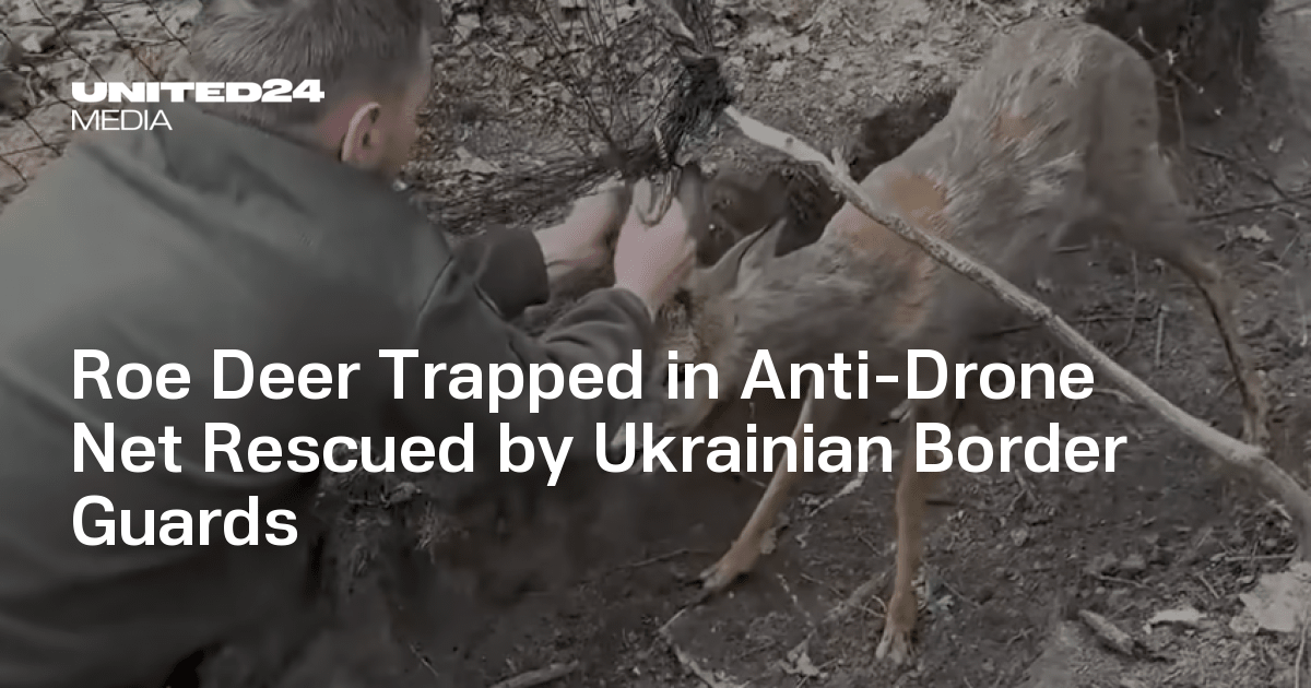 Roe Deer Trapped in Anti-Drone Net Rescued by Ukrainian Border Guards ...
