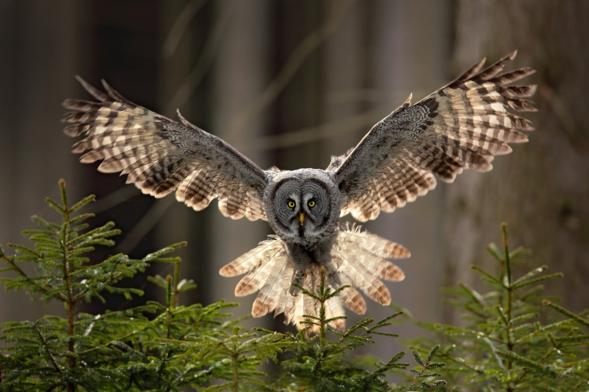 Owl vs Drone: Ukrainian Bird Takes Down Russian Quadcopter Mid-Flight, Video — UNITED24 Media