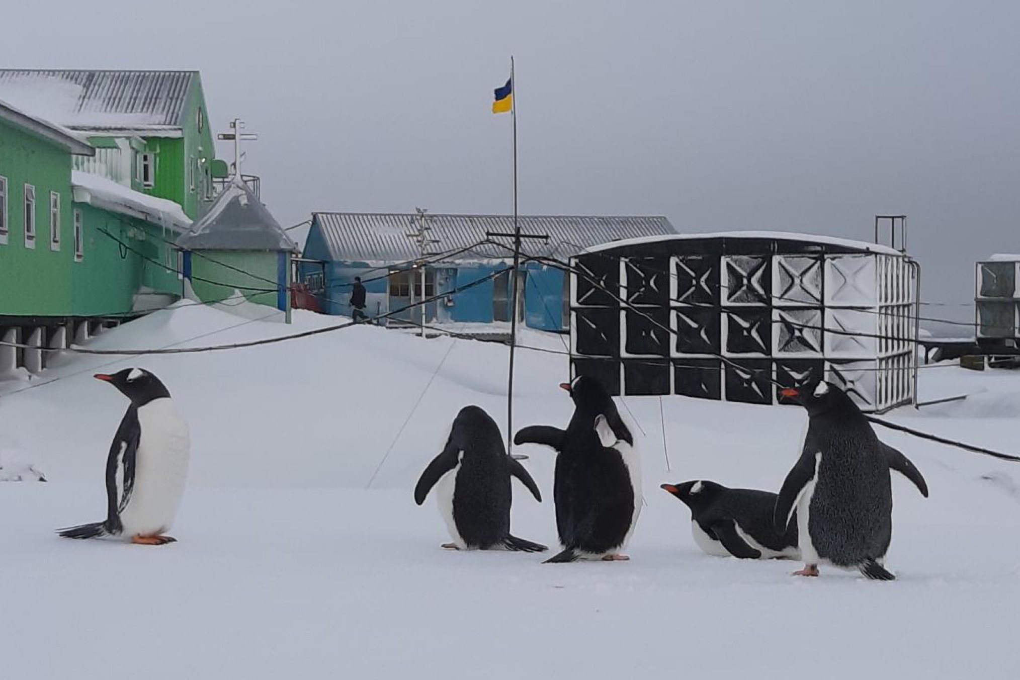 Ukraine’s Military Penguins: The Scientists Who Left Antarctica to ...