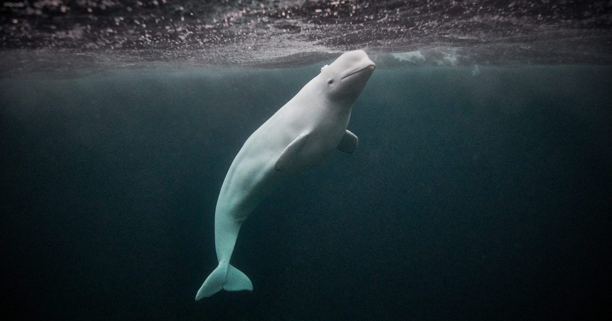 Remembering Spy Whale Hvaldimir, Exposing Russia’s Cruel Sea Animals ...