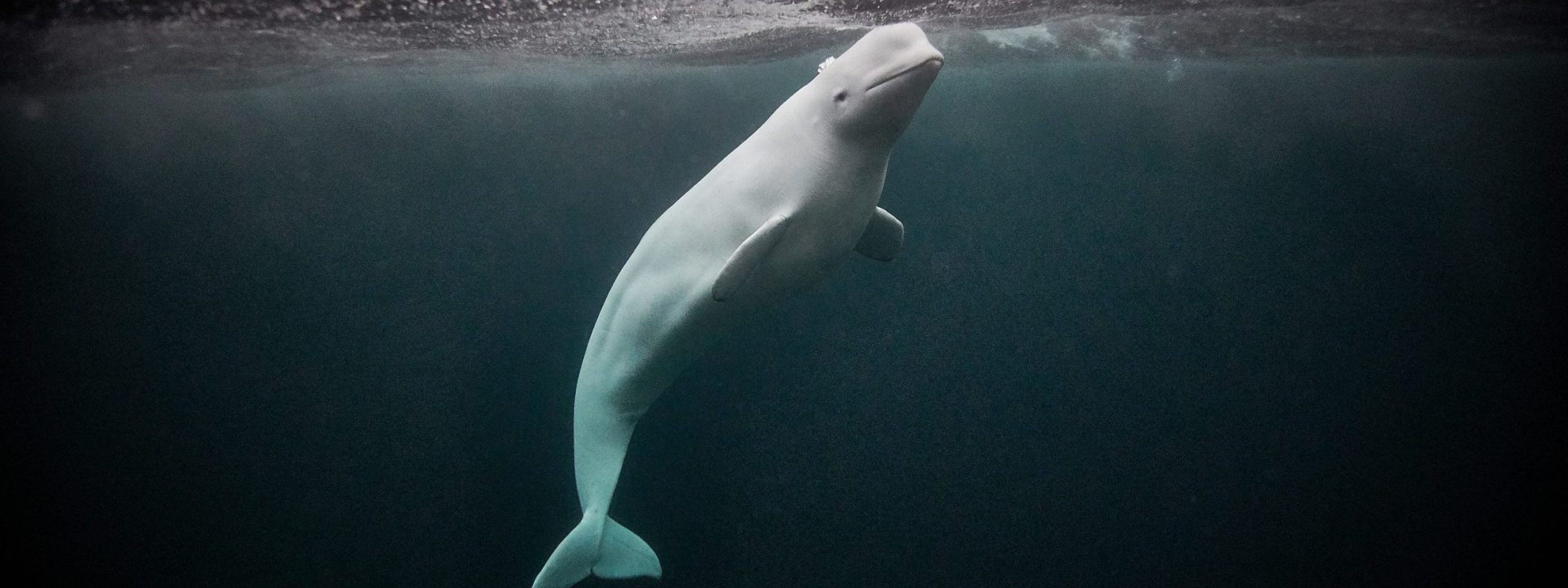 Remembering Spy Whale Hvaldimir, Exposing Russia’s Cruel Sea Animals ...