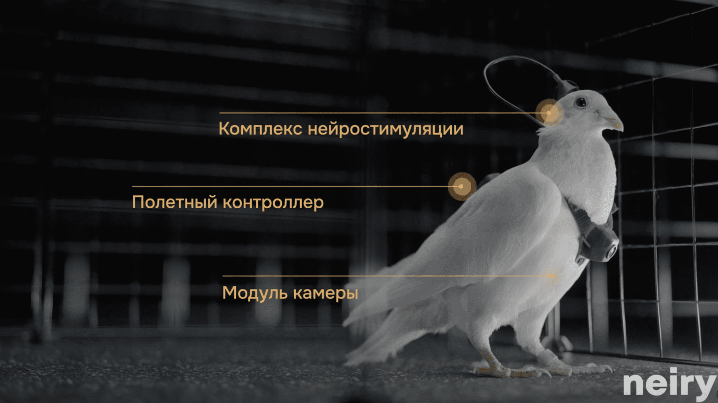 Russia Launches First Brain-Chipped Bird Drones for Surveillance Over ...